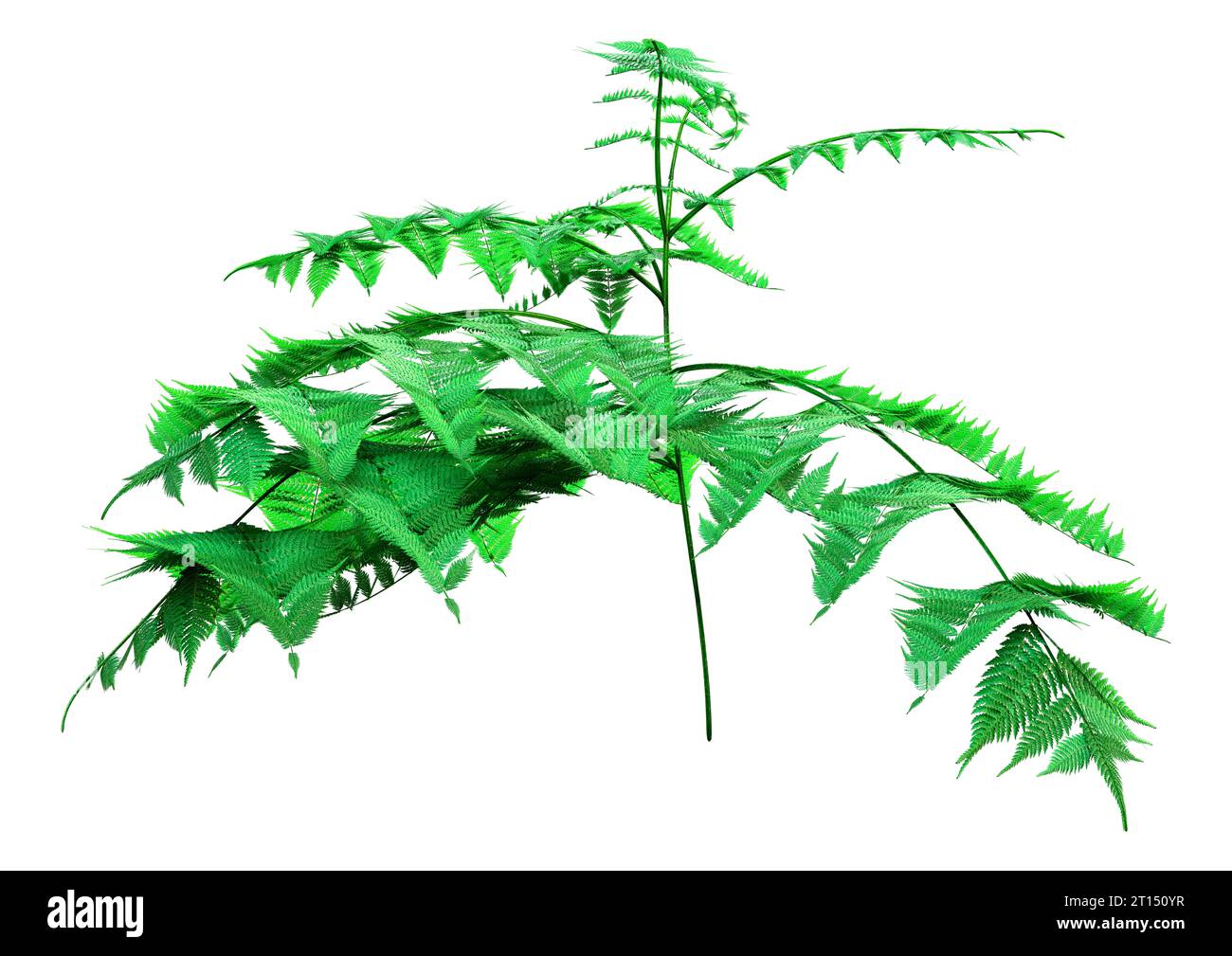 3D rendering of a green bracken plant isolated on white background ...
