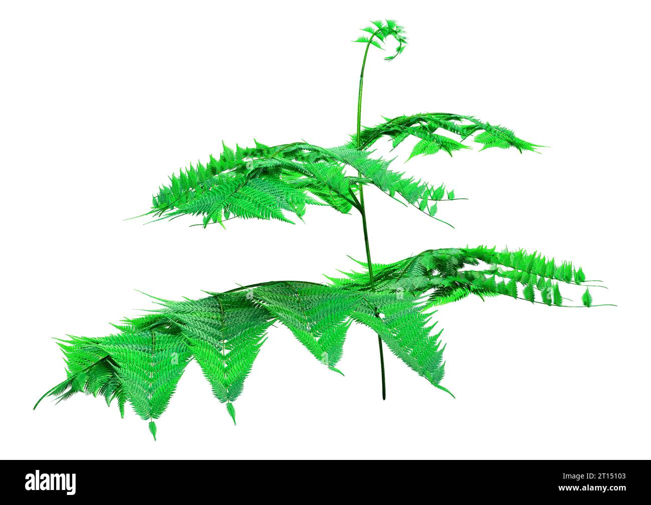 3D rendering of a green bracken plant isolated on white background ...