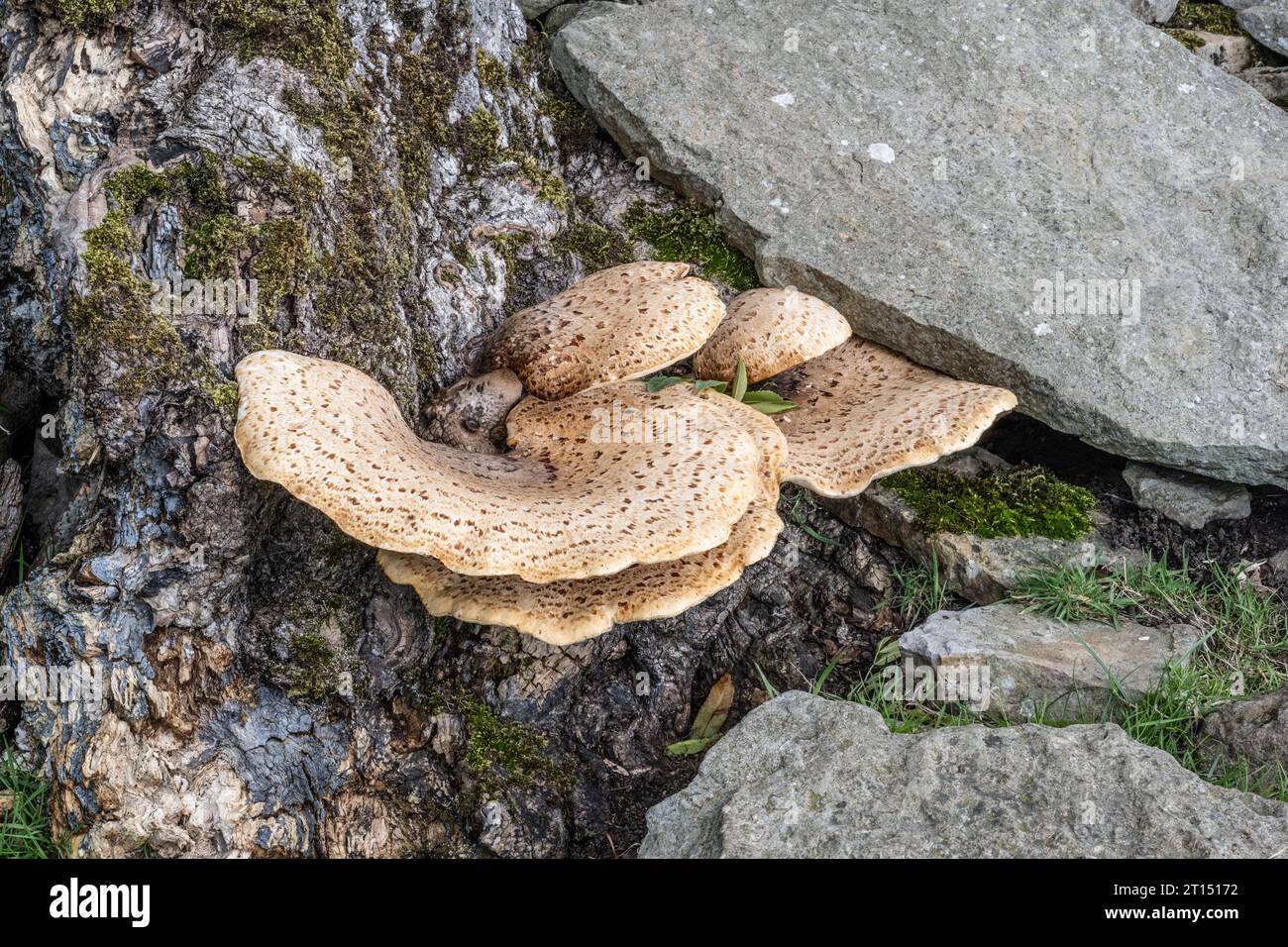 Dryad's Saddle, Polyporus squamosus, bracket fungus on Ash tree ...