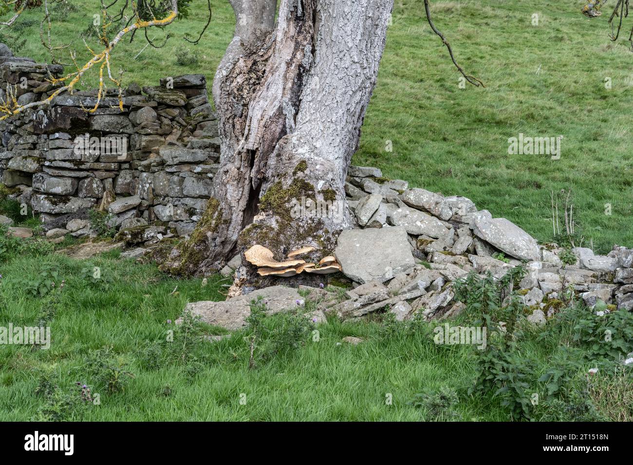 Dryad's Saddle, Polyporus squamosus, bracket fungus on Ash tree ...