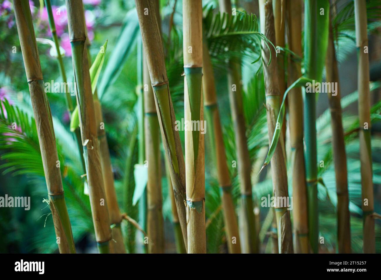 Sugar cane in the green deep forest Stock Photo - Alamy