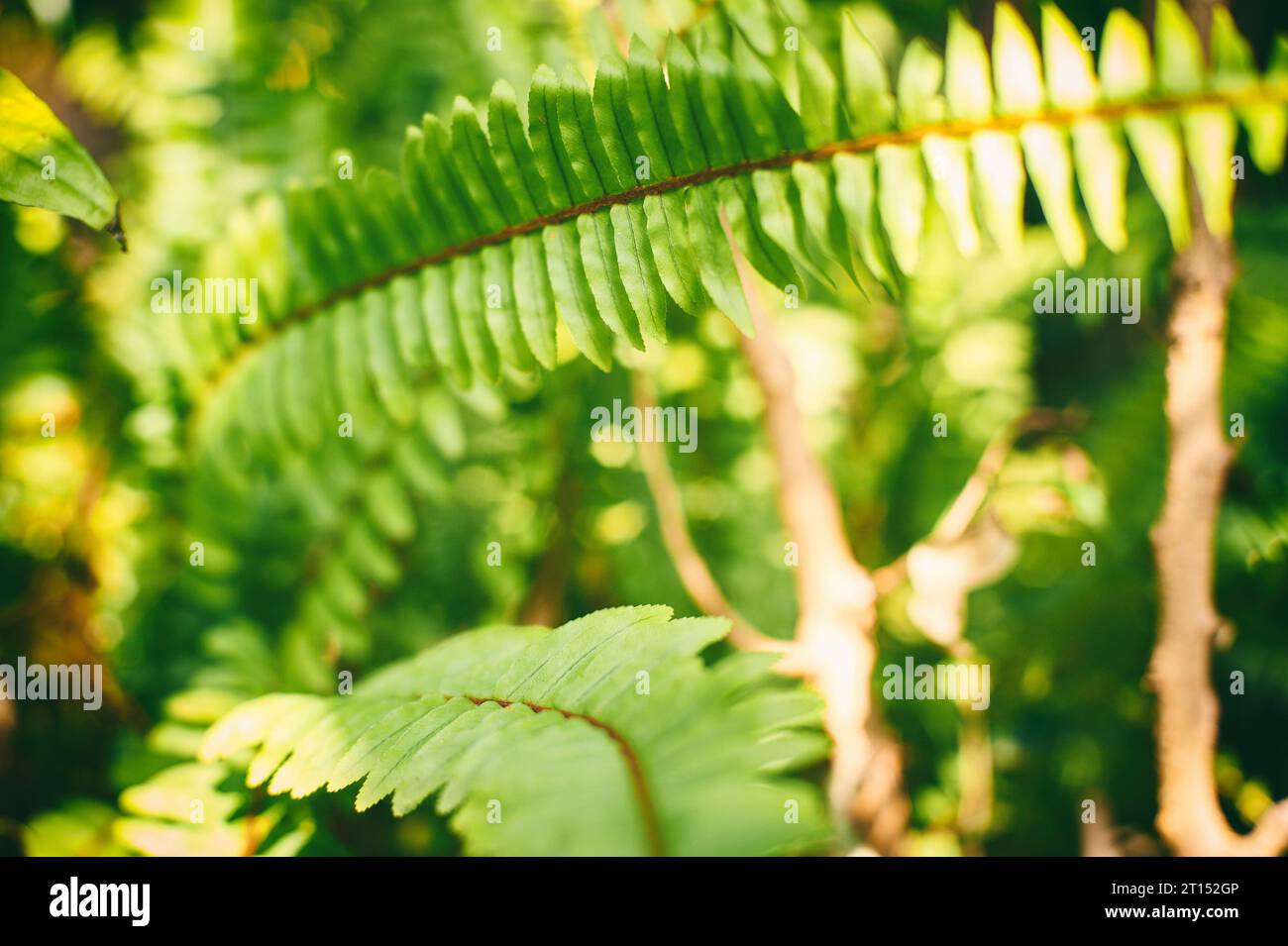 western sword fern ,Polystichum munitum, Beautiful Ferns leaf in Forest ...