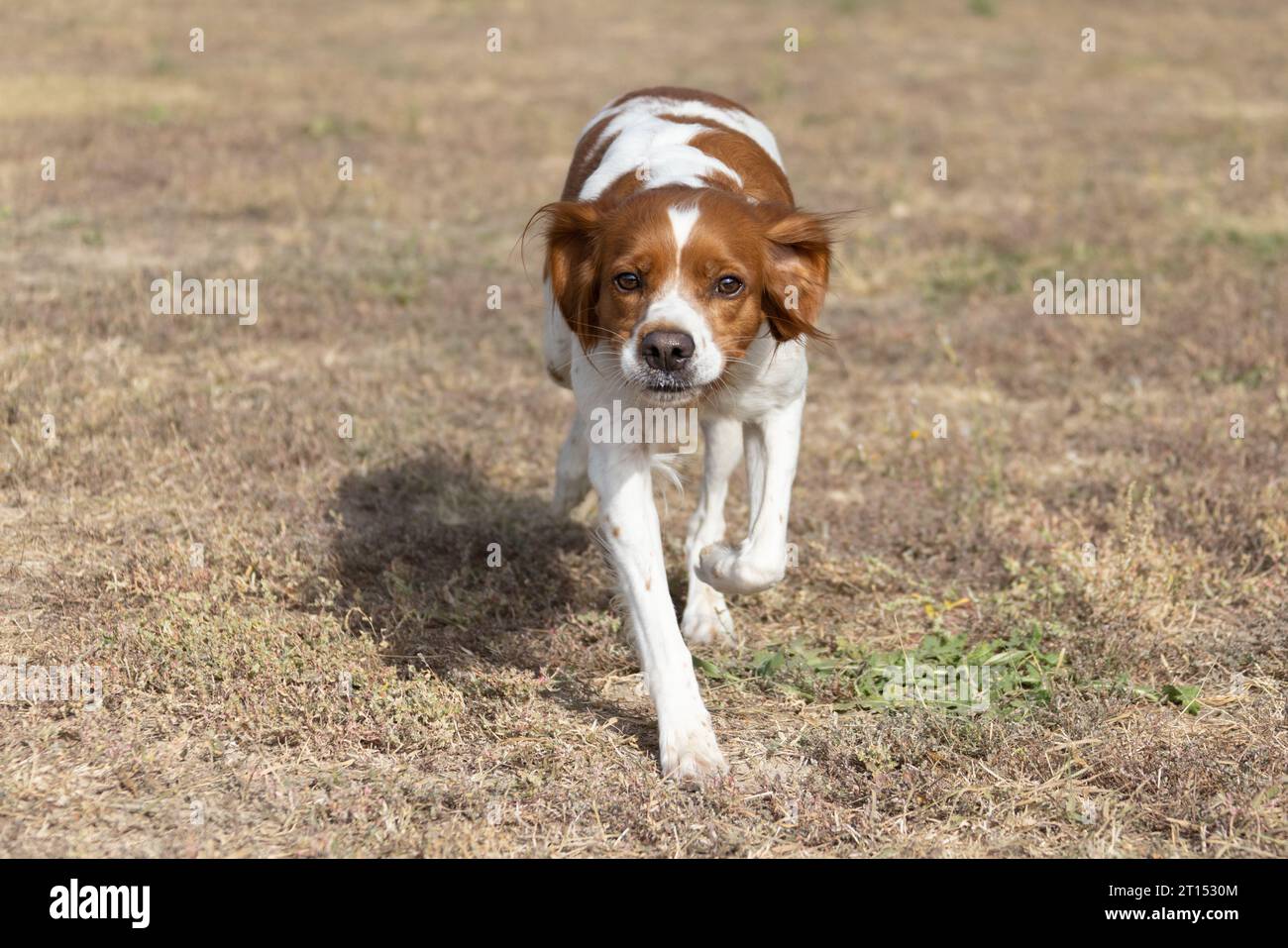 Studio french pointer dog not pyrenees hi-res stock photography and ...