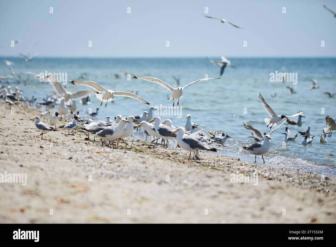 A flock of seagulls flying over the sea Stock Photo - Alamy