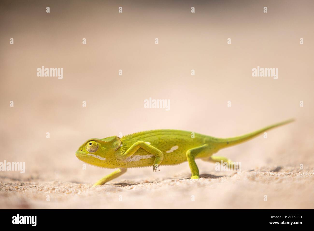 Side view of a flap-necked chameleon walking on sand Stock Photo - Alamy