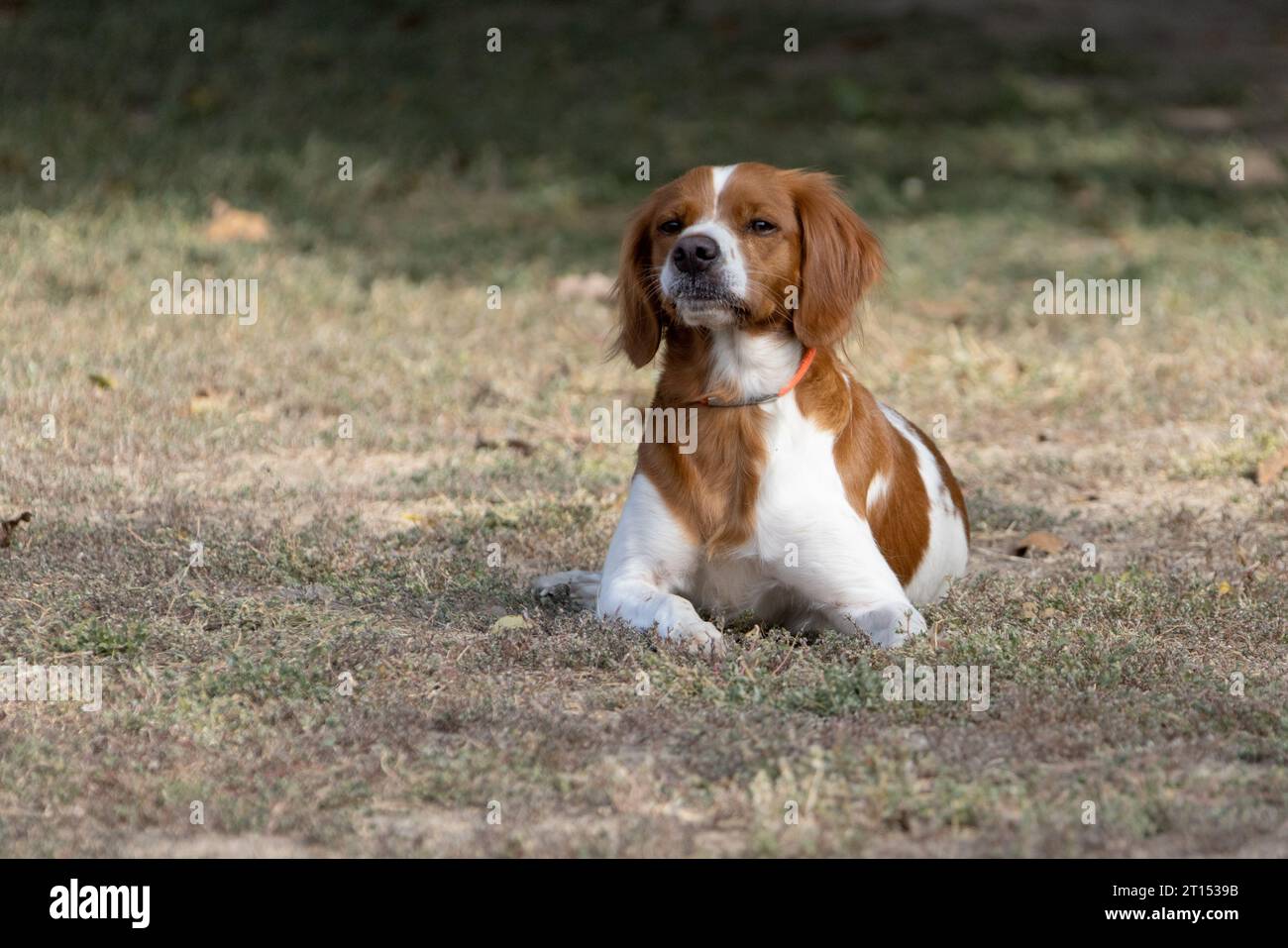 Studio french pointer dog not pyrenees hi-res stock photography and ...