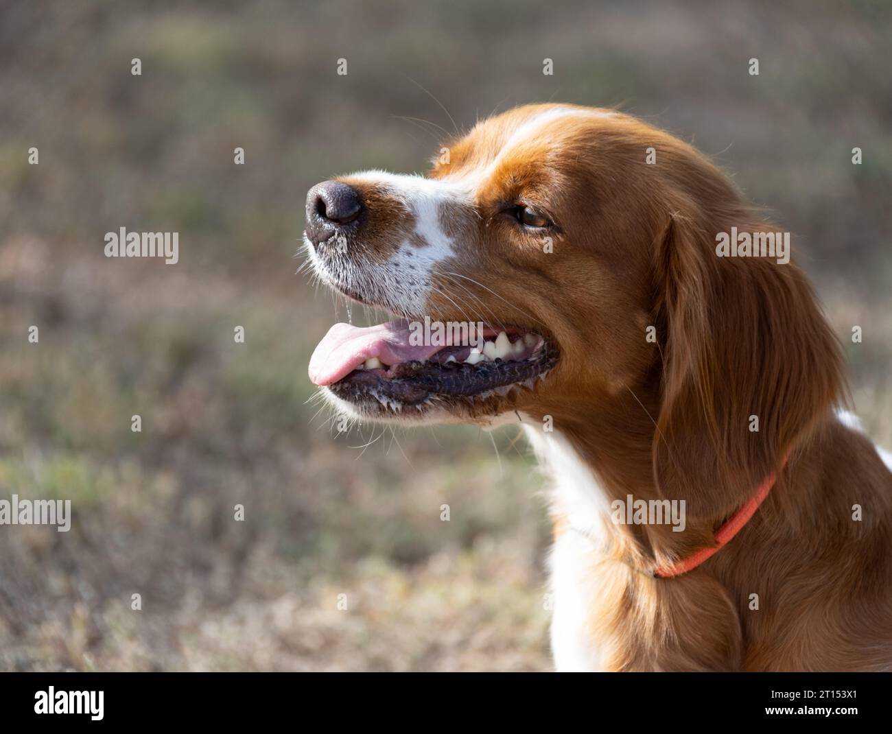 Studio french pointer dog not pyrenees hi-res stock photography and ...