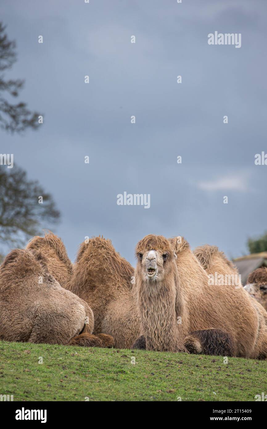 Camels sitting together in outdoors on grass at West Midland Safari ...