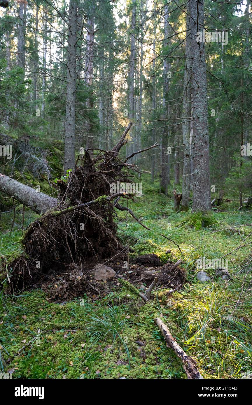 Windthrow in fir forest in Nature reserve Skale Klint Hallsberg Stock ...