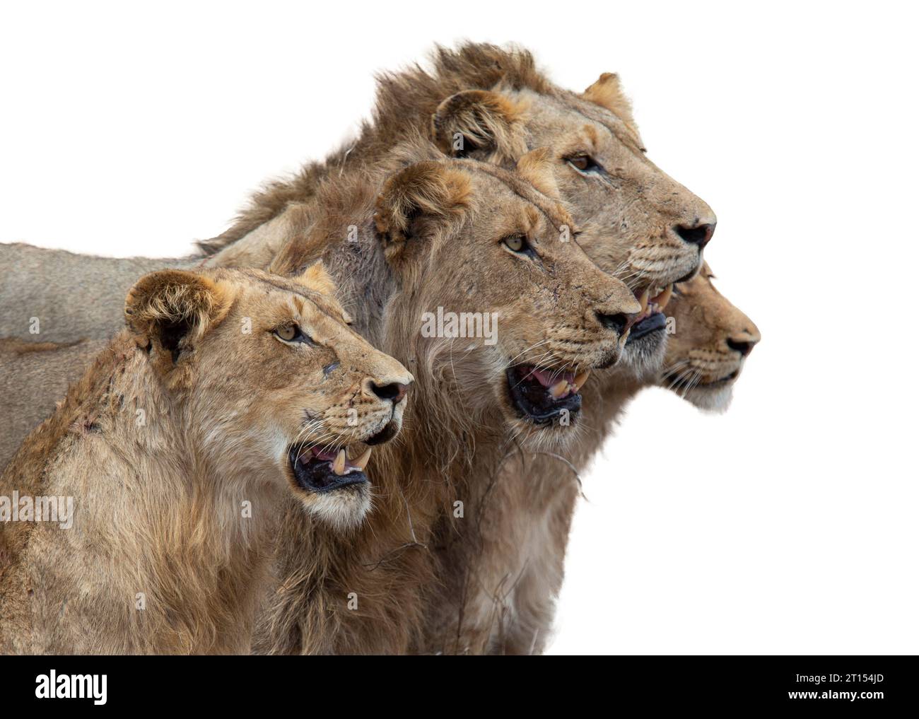 Tight portrait of four lion (Panthera leo) heads together staring at a ...