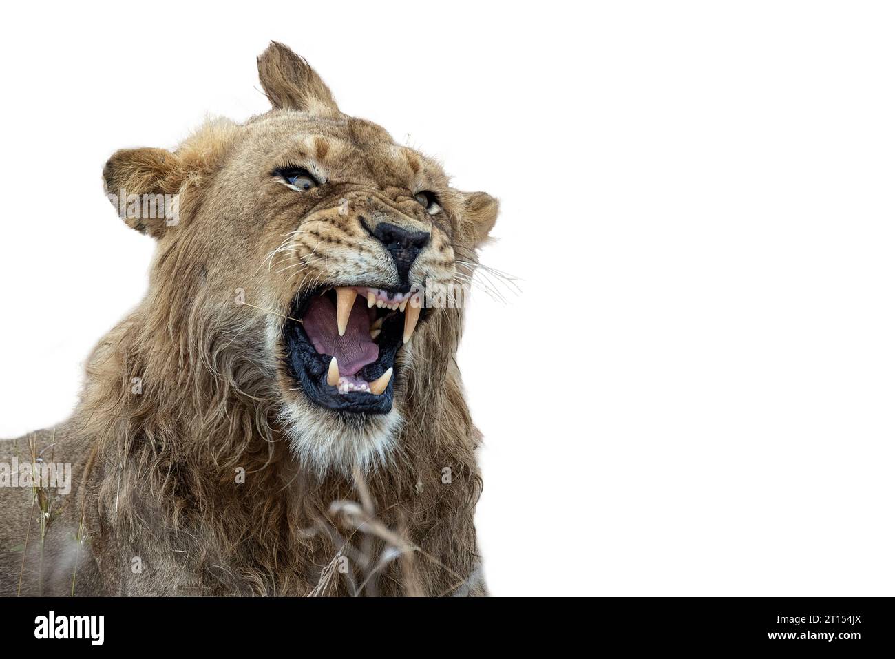Tight portrait of a lion (Panthera leo) showing teeth and crazy eyes at ...