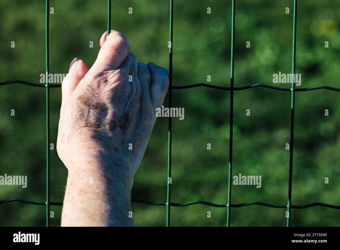 An elder's hand, marred and arthritic, tightly grips a fence. Behind ...