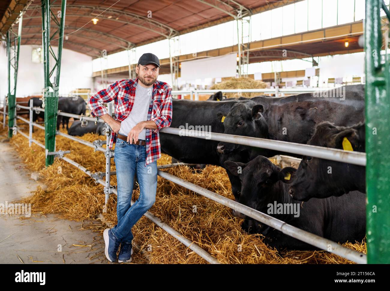 Young male cows hi-res stock photography and images - Alamy