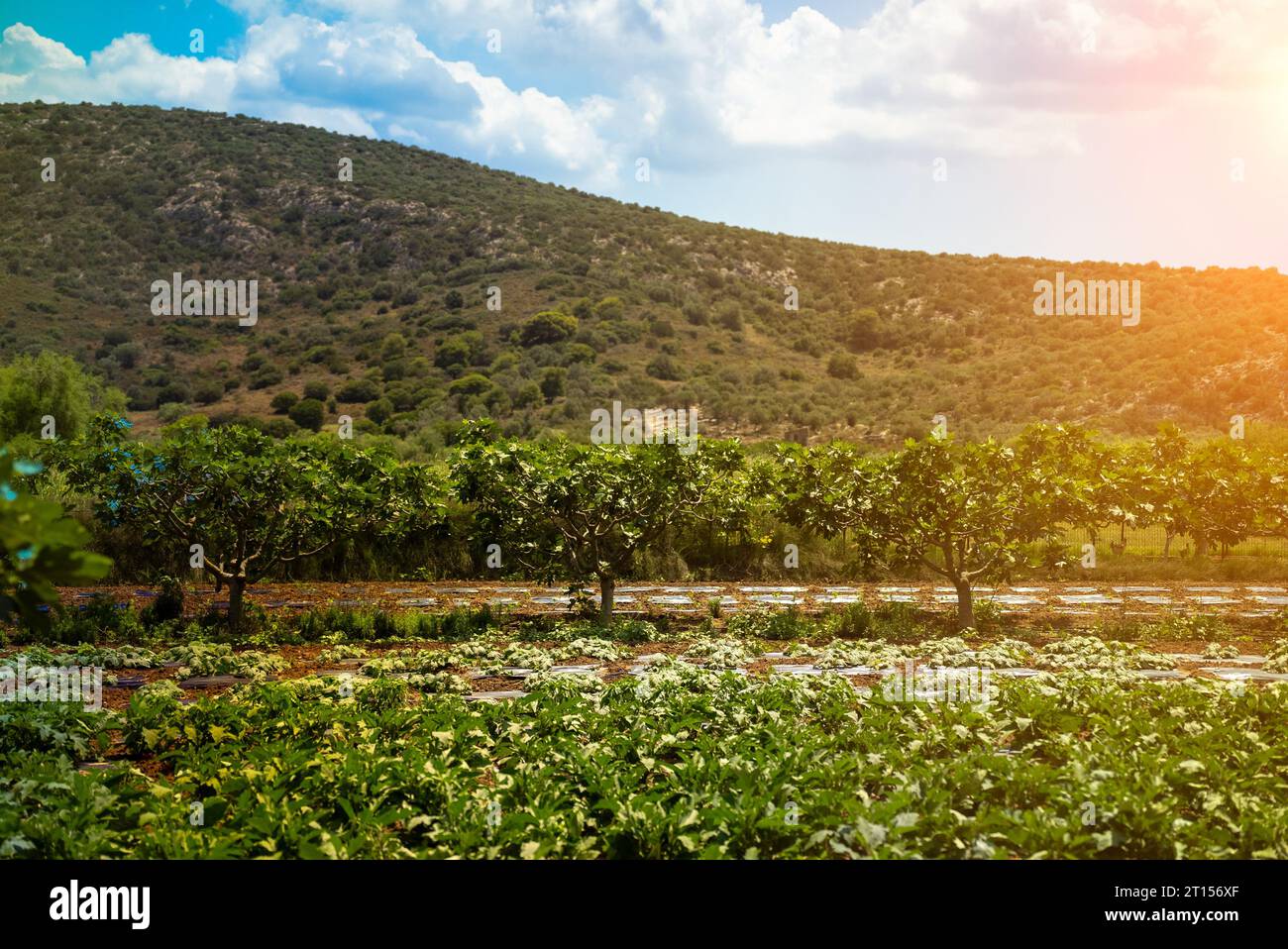 Garden of fig trees in the Mediterranean mountains Stock Photo - Alamy