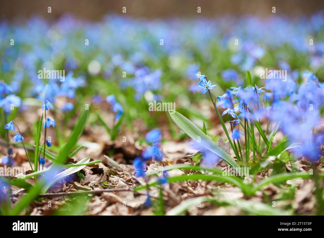 first blue flowers Scilla grows in early spring in the forest Stock ...