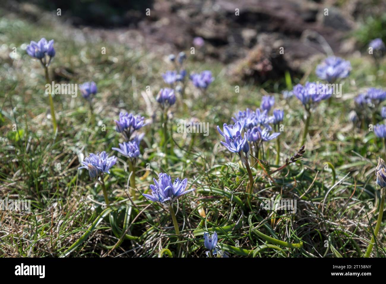 Spring Squill Scilla verna Stock Photo - Alamy