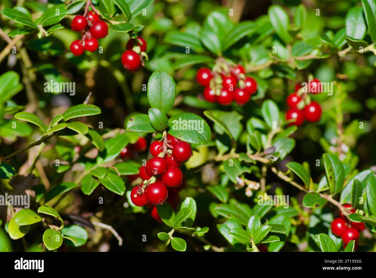 Lingon berry plant hi-res stock photography and images - Alamy