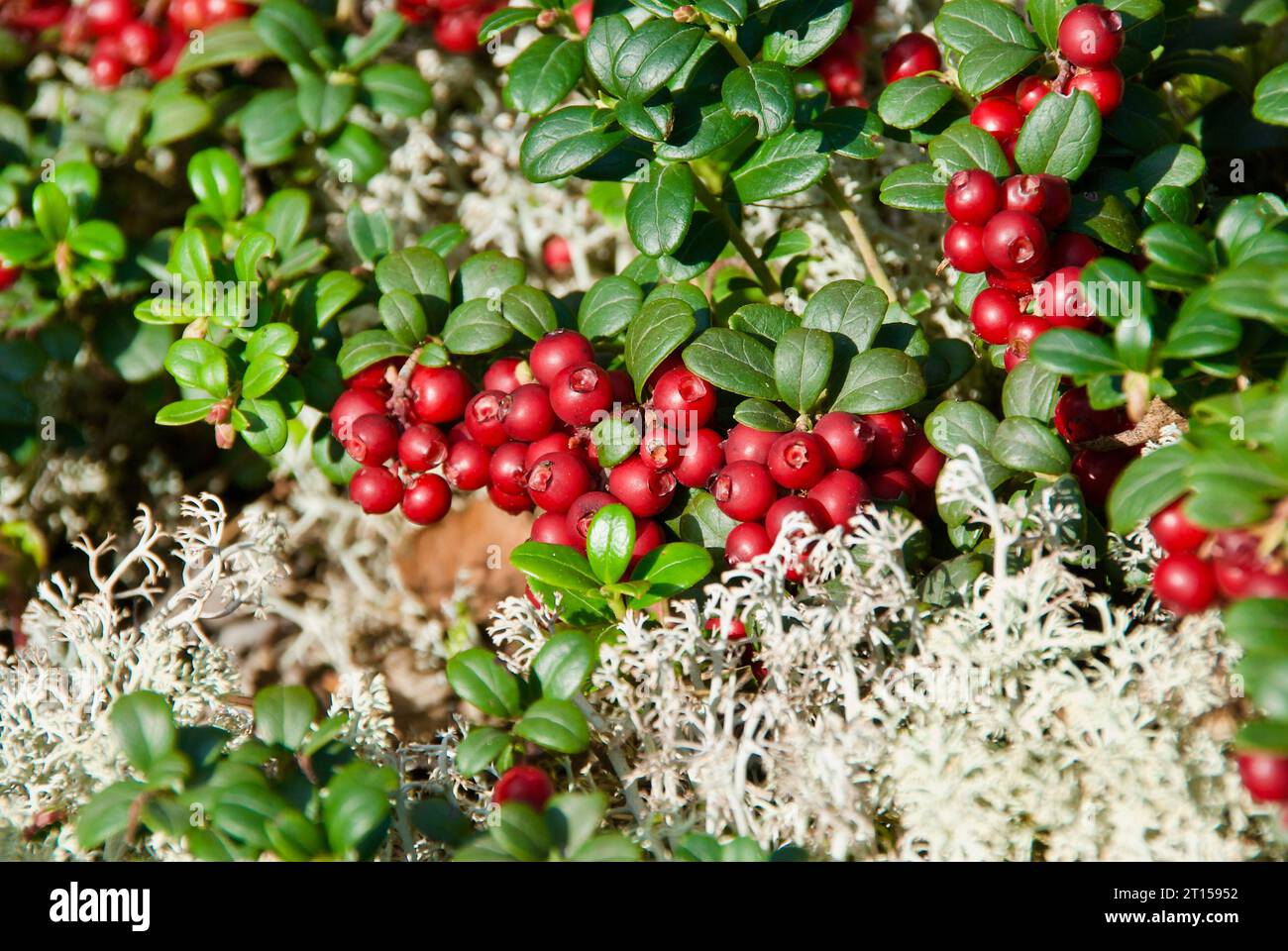 Lingon berry plant hi-res stock photography and images - Alamy