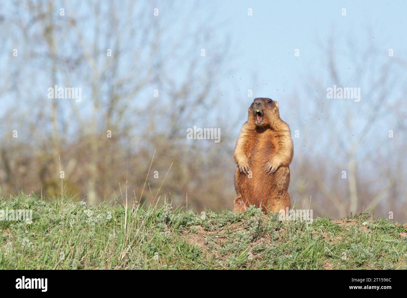 Bobak marmota bobak hi-res stock photography and images - Alamy