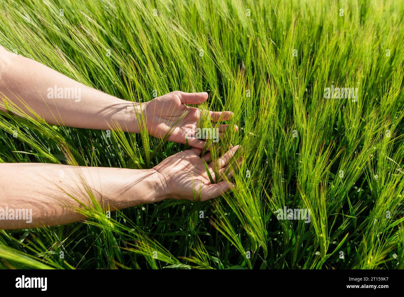 Farmer man walking green wheat hi-res stock photography and images - Alamy