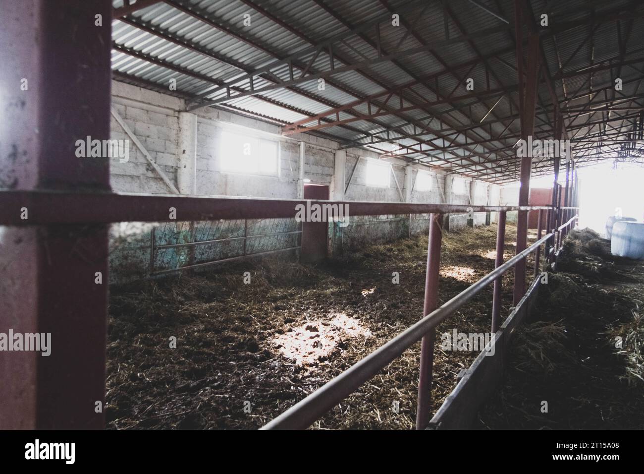 Farmer feeds cows. The process of feeding animals on a farm. Dairy ...
