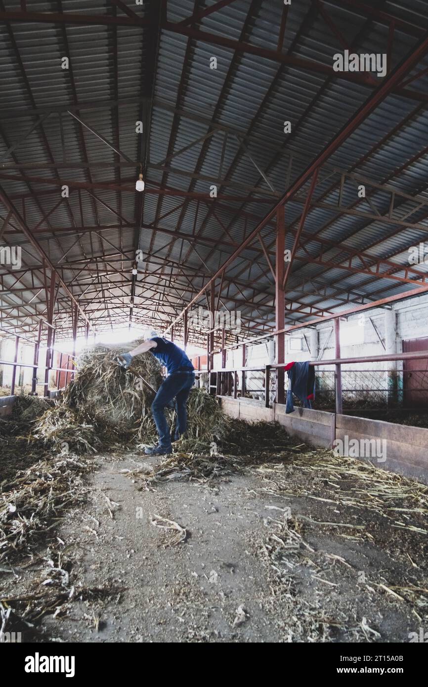 Farmer feeds cows. The process of feeding animals on a farm. Dairy ...