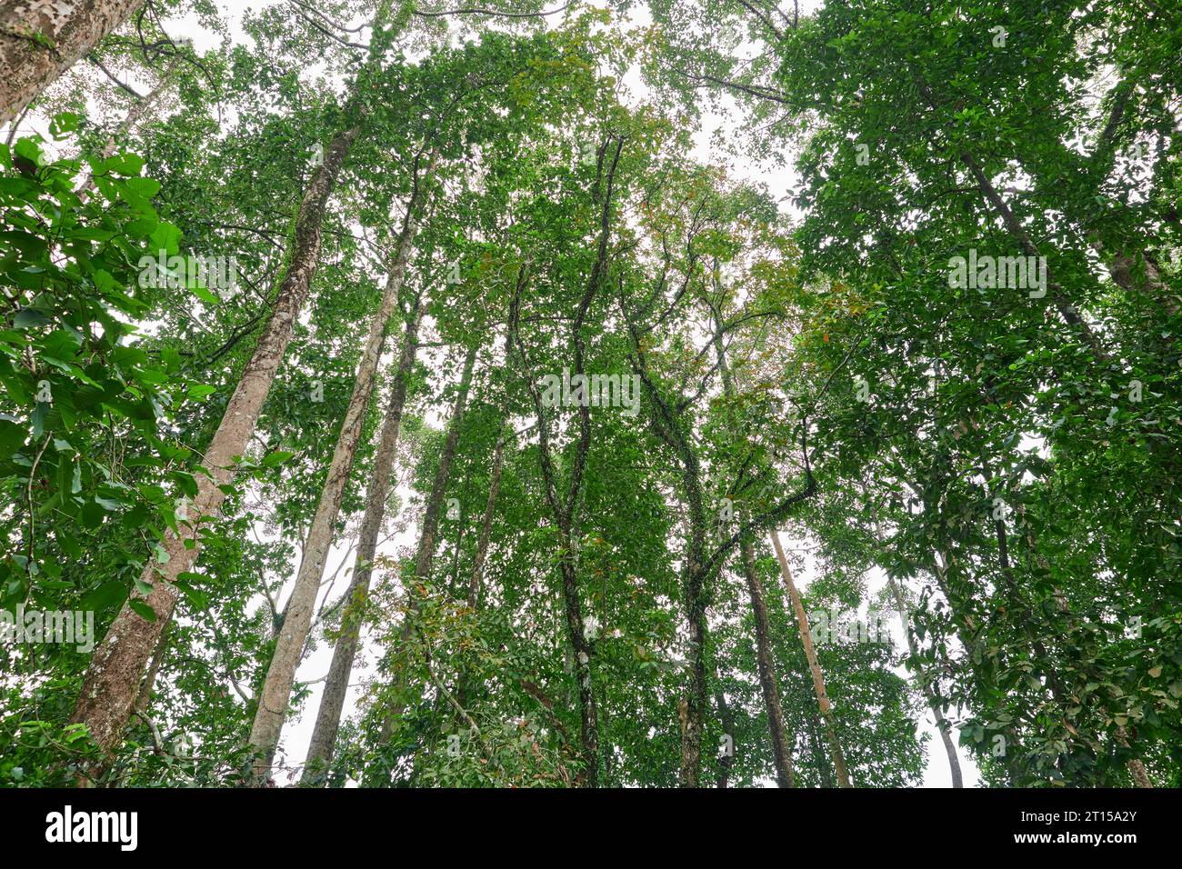 High angle view green jungle trees hi-res stock photography and images ...
