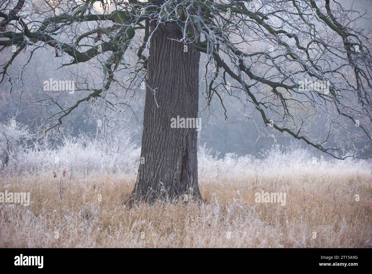 Spooky looking and very old oak tree in winter with no leaves, only ...