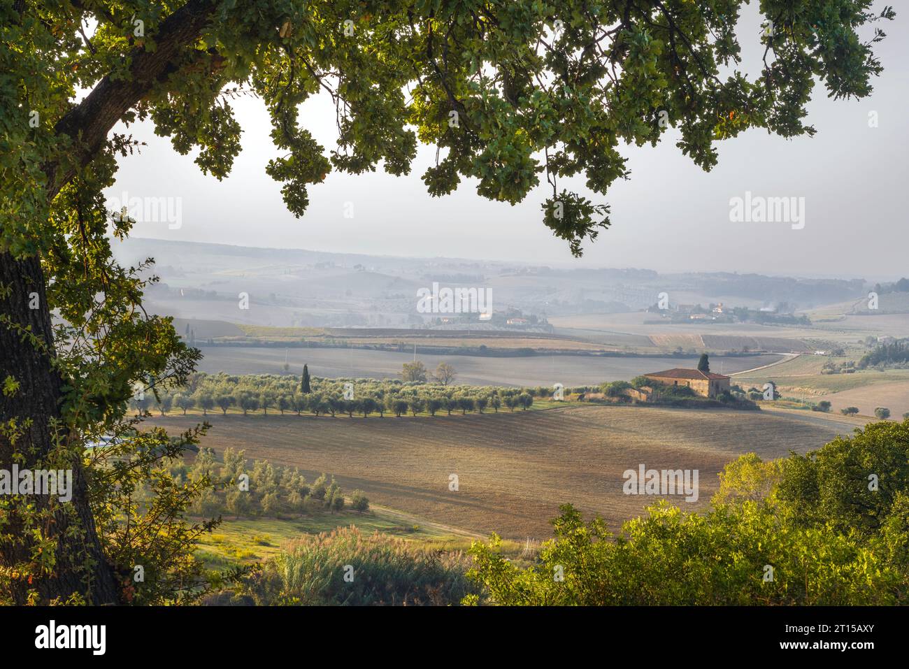 A tree and the landscape of Alta Maremma in a misty morning. Olive ...