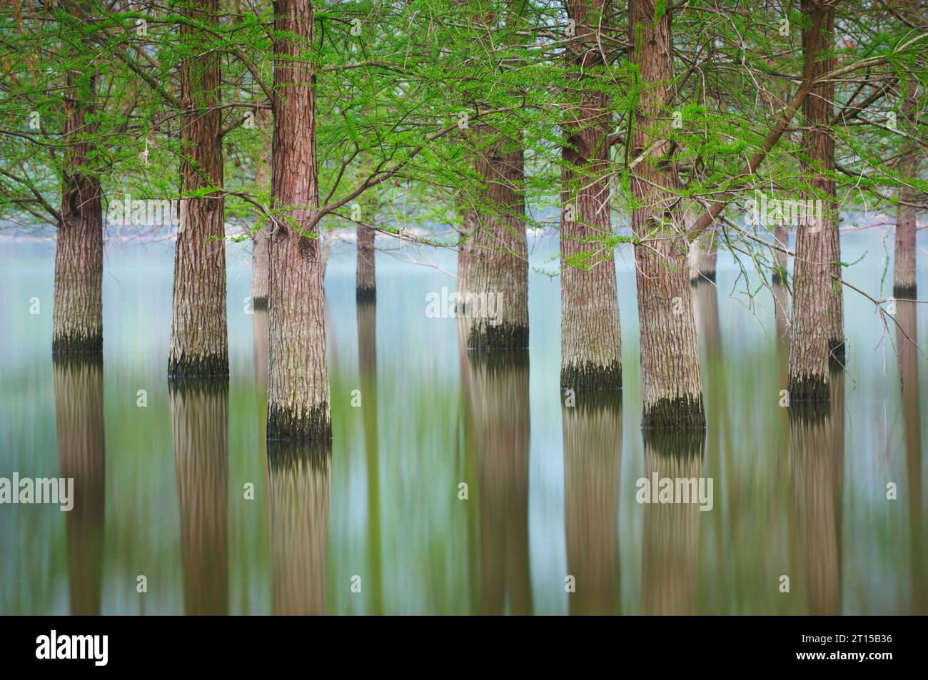 Flooded forest water reflecting trees hi-res stock photography and images - Alamy