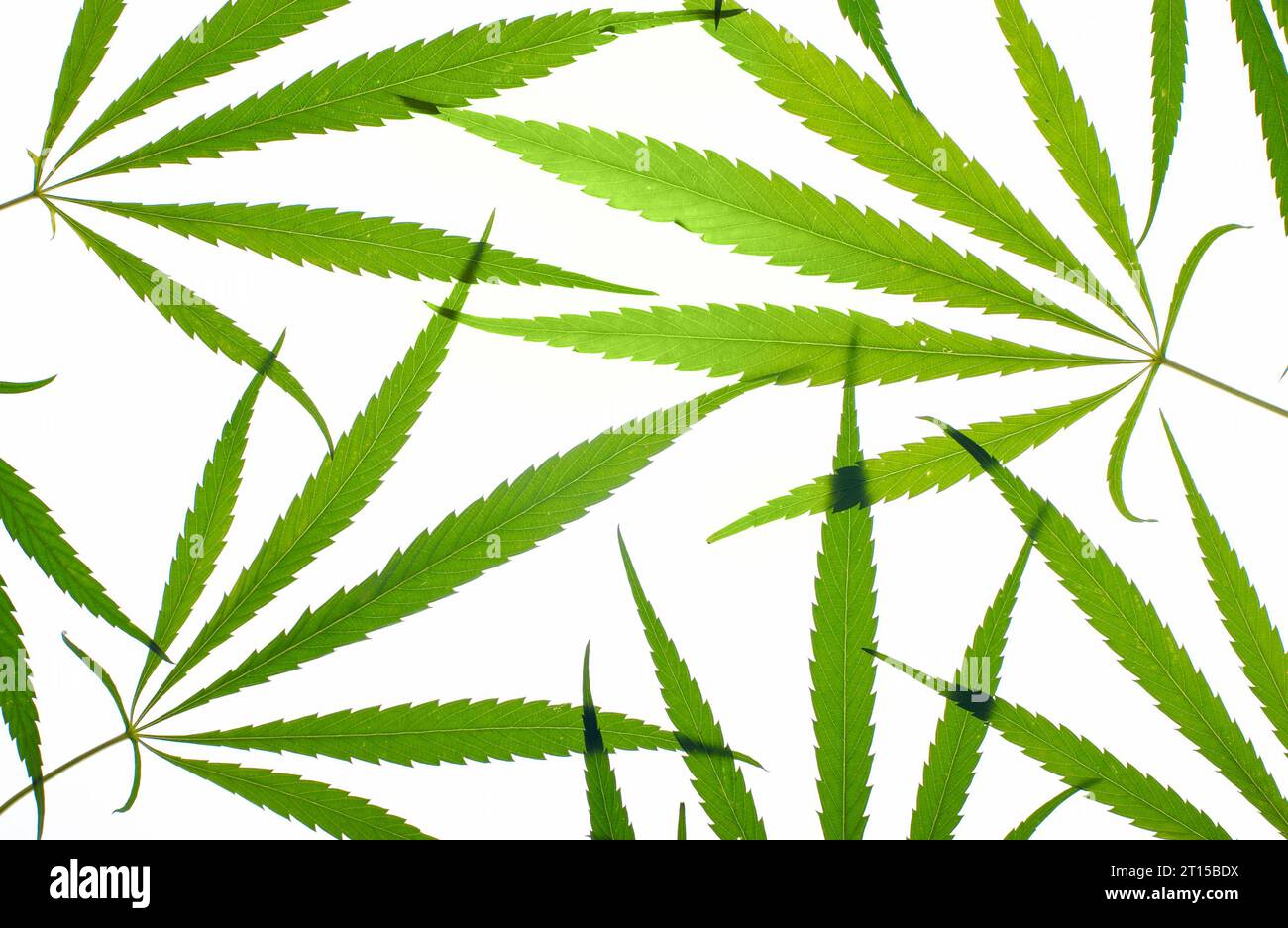 Marijuana inspiration hi-res stock photography and images - Alamy