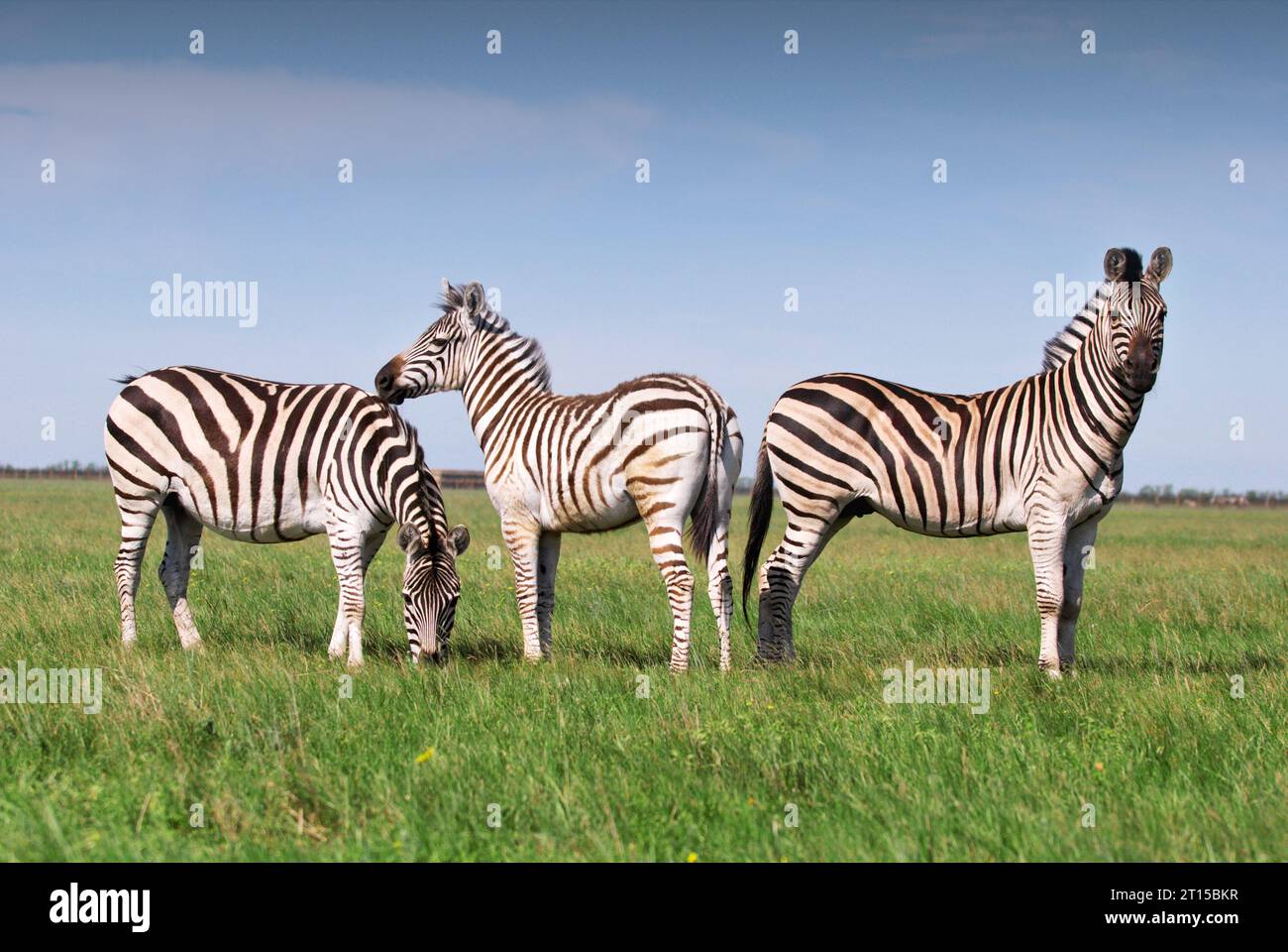 Three zebras zoo hi-res stock photography and images - Alamy