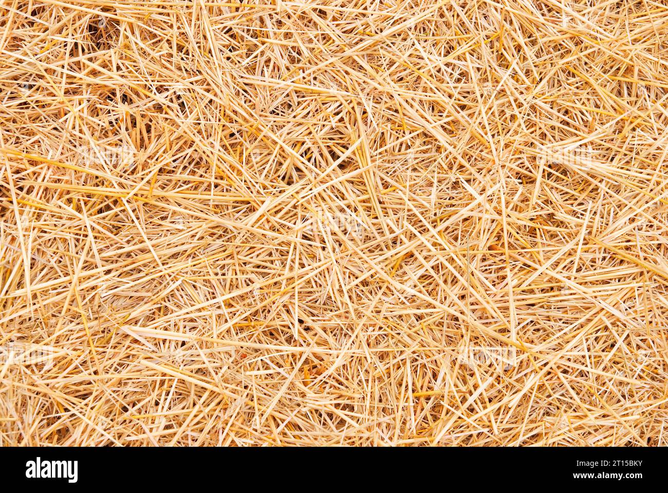 Drystraw hi-res stock photography and images - Alamy