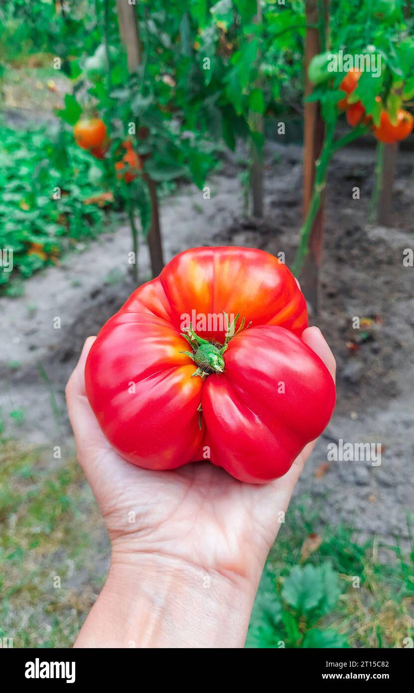Garden. Harvest. Large red organic tomato in woman's hand Stock Photo ...
