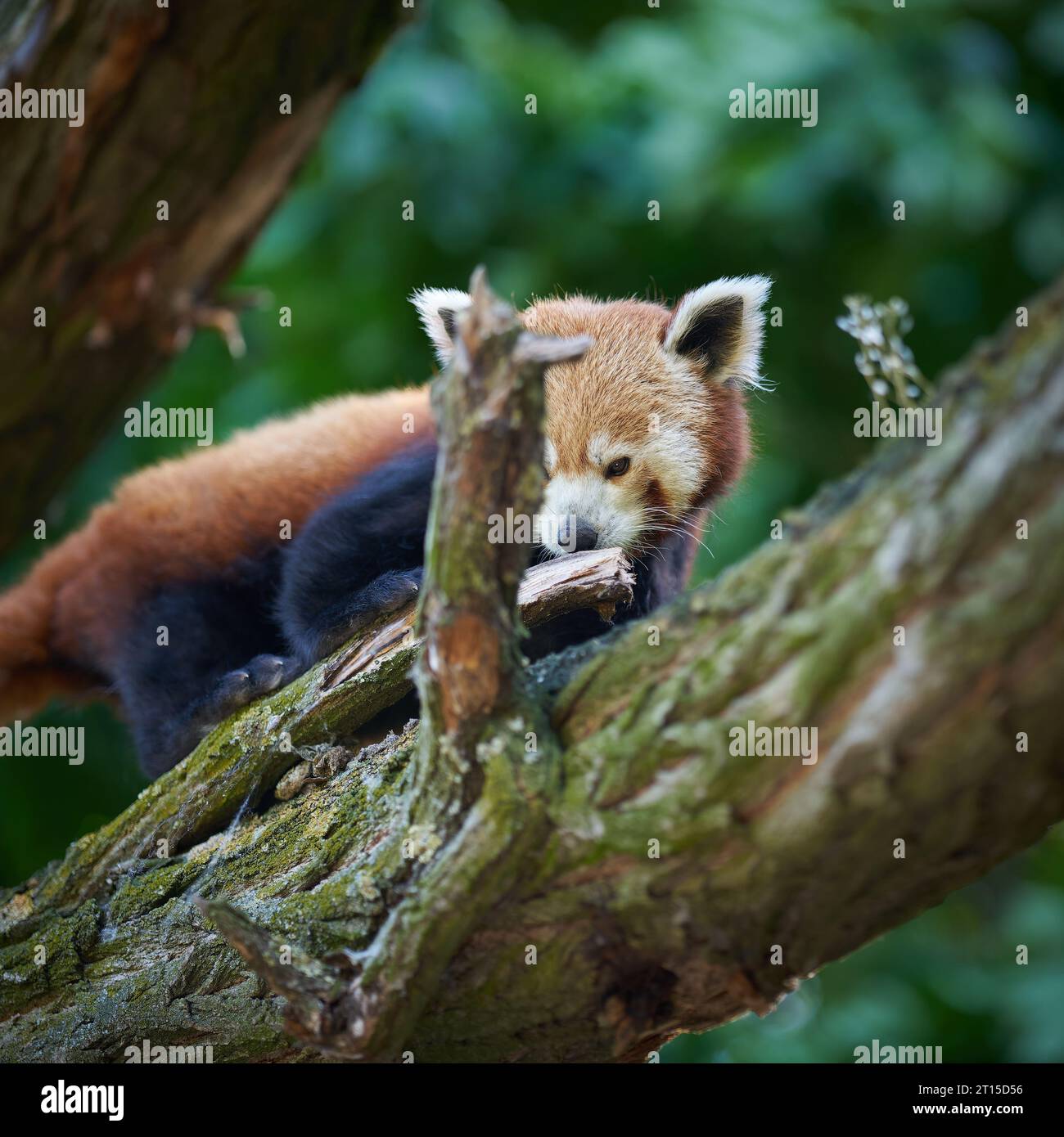 shy red panda, Ailurus fulgens on a tree trunk in zoo Stock Photo - Alamy