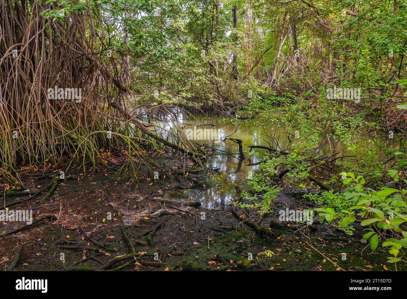 Mangroves trees at river, parque lineal kennedy, guayaquil, ecuador ...
