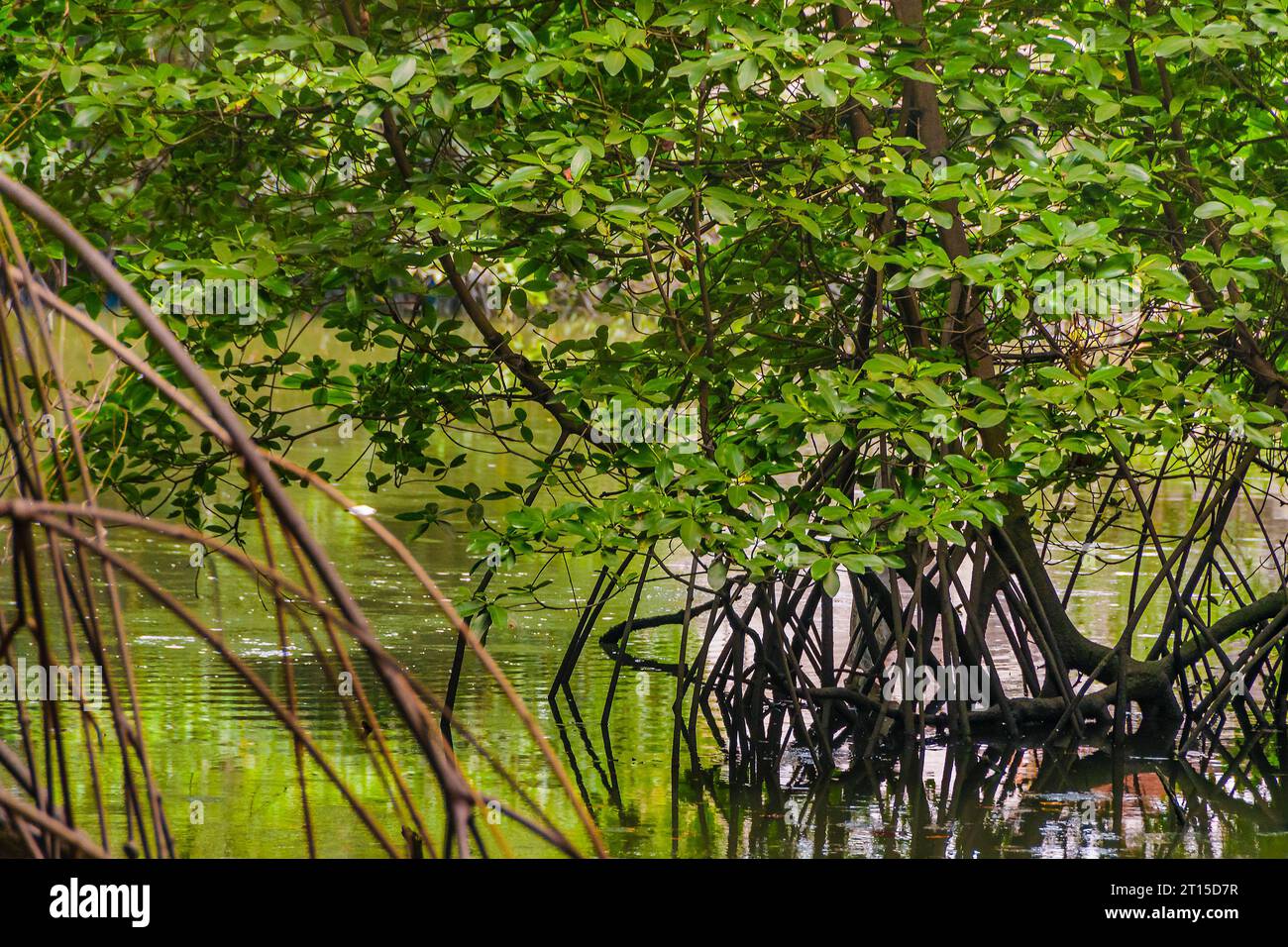 Mangroves trees at river, parque lineal kennedy, guayaquil, ecuador ...