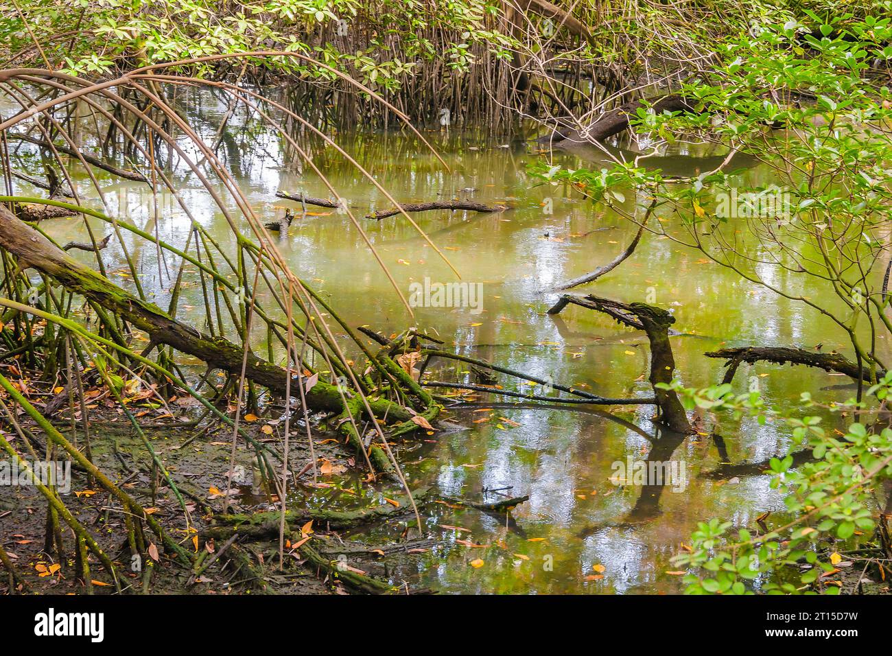 Mangroves trees at river, parque lineal kennedy, guayaquil, ecuador ...