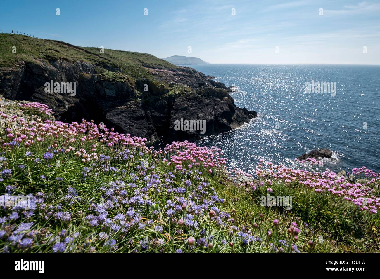 Spring Squill Scilla verna Stock Photo - Alamy
