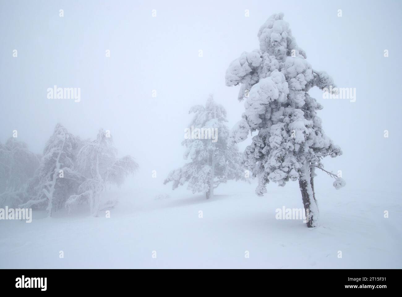 snow and fog Stock Photo - Alamy
