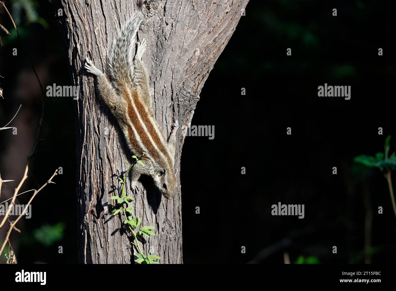 Five striped palm squirrel in a Delhi park Stock Photo - Alamy
