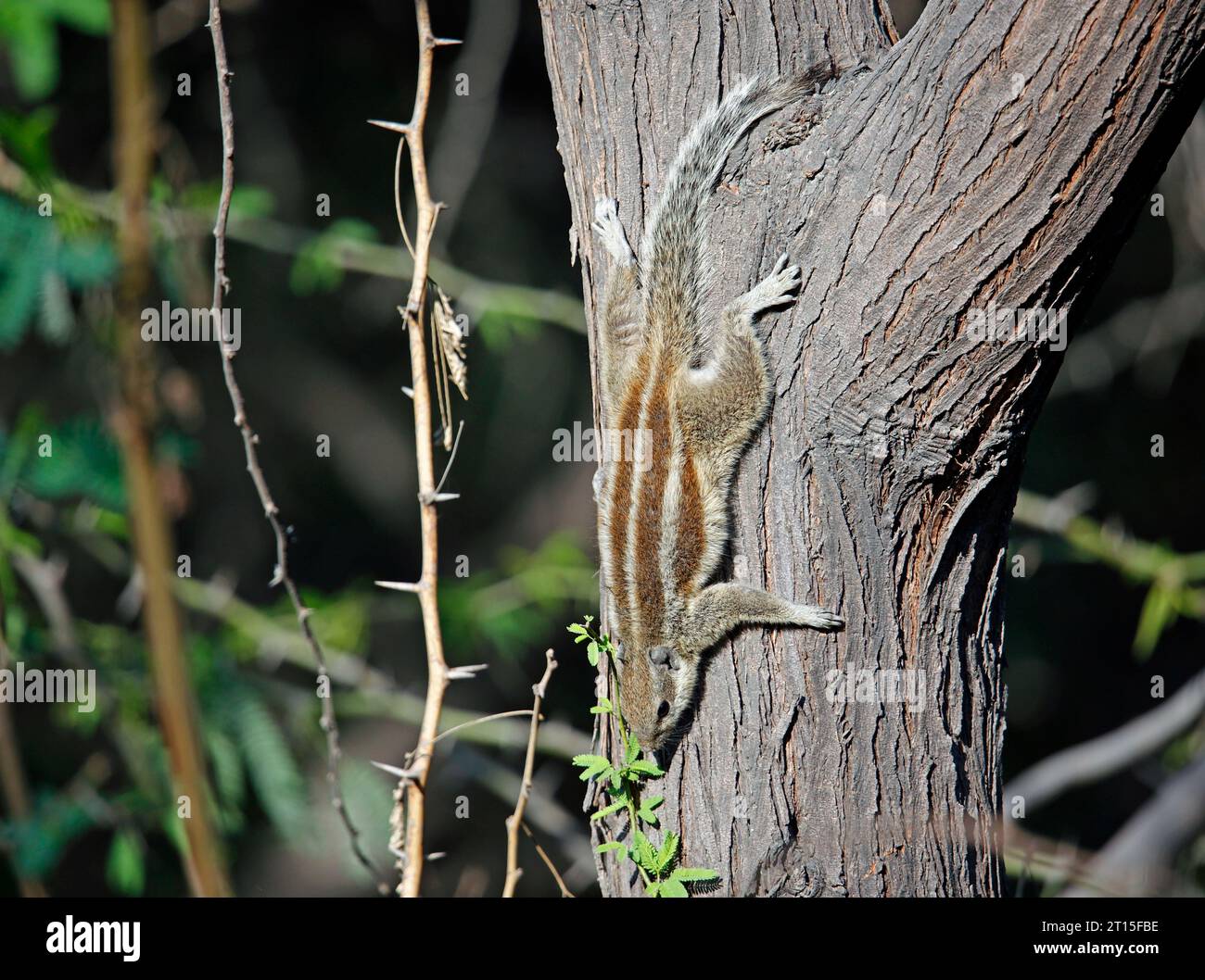 Five striped palm squirrel in a Delhi park Stock Photo - Alamy