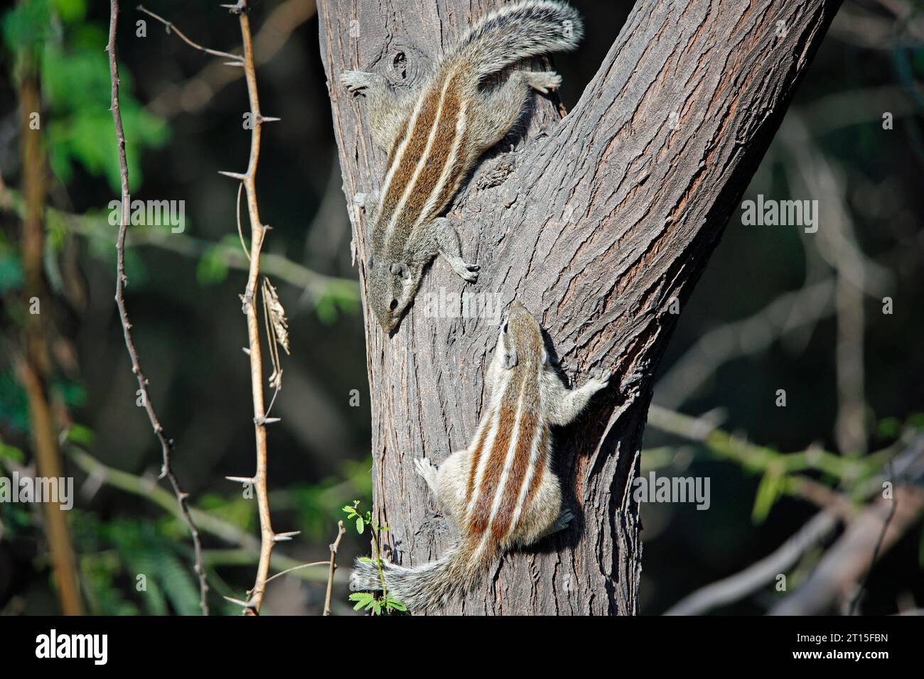 Five striped palm squirrel in a Delhi park Stock Photo - Alamy