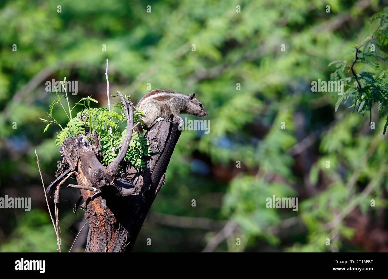 Five striped palm squirrel in a Delhi park Stock Photo - Alamy