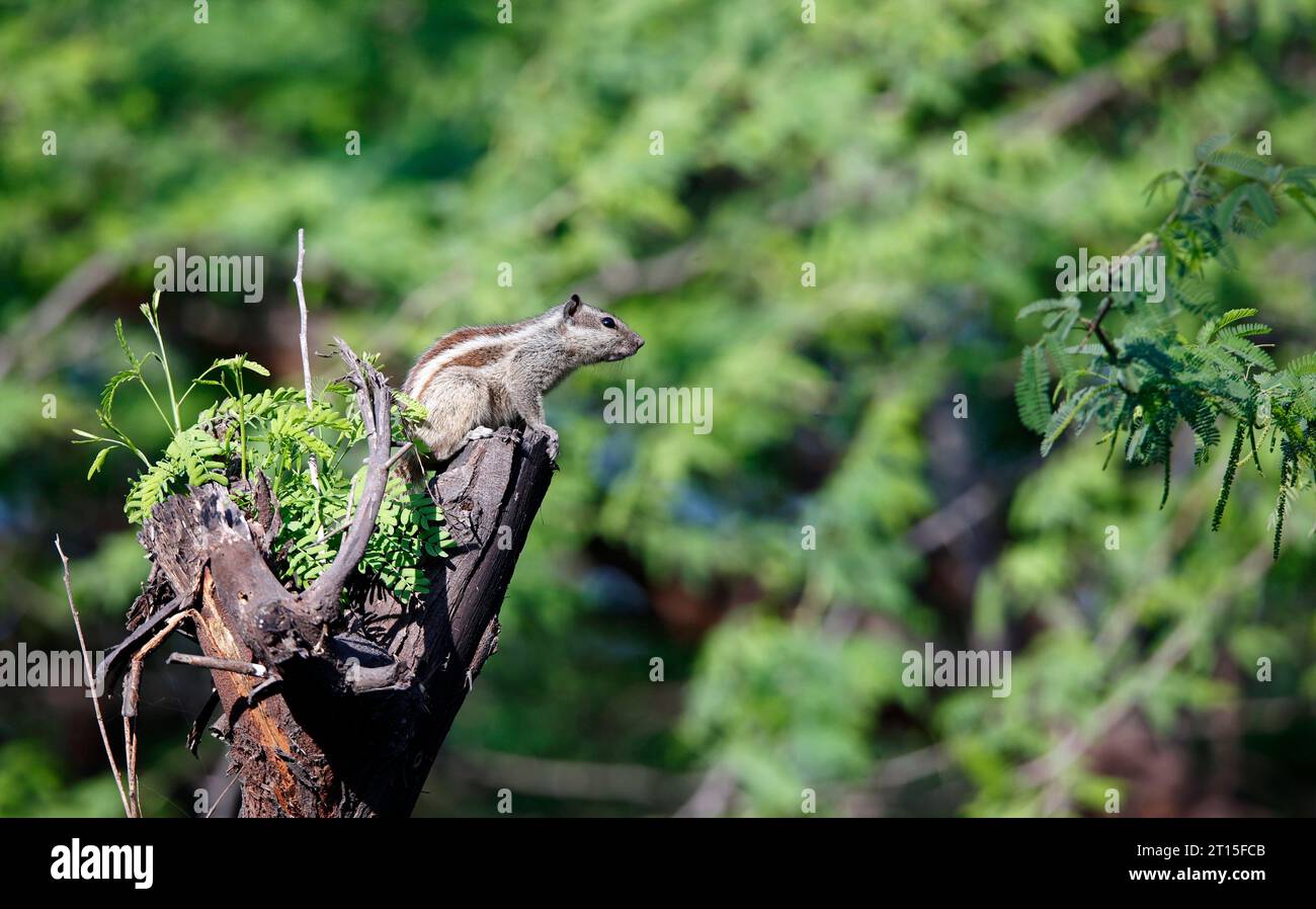 Five striped palm squirrels eating hi-res stock photography and images ...
