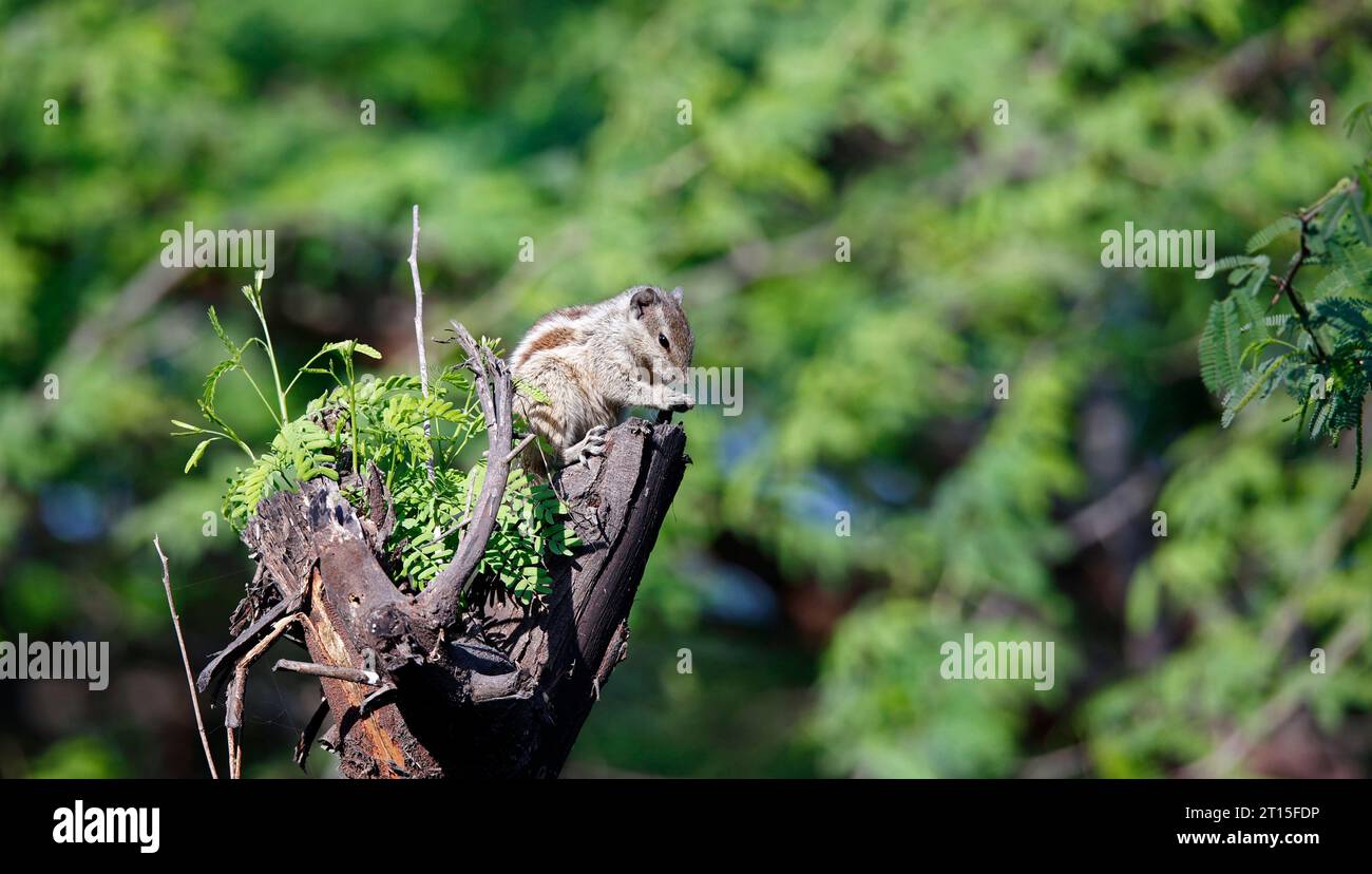 Five striped palm squirrel in a Delhi park Stock Photo - Alamy