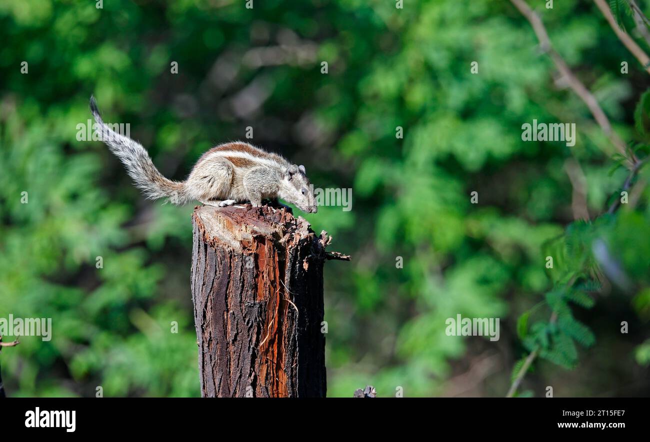 Five striped palm squirrel in a Delhi park Stock Photo - Alamy