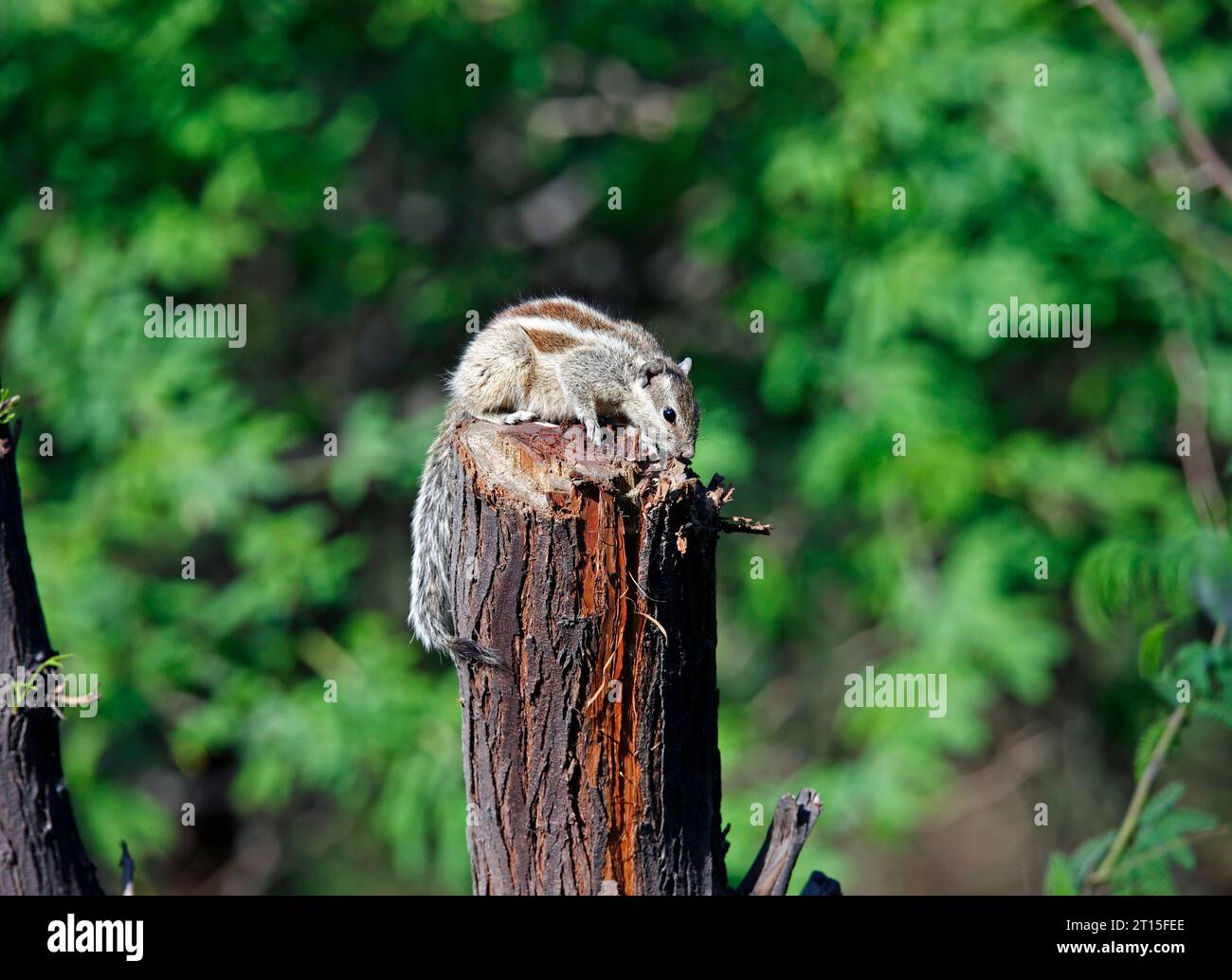 Five striped palm squirrel in a Delhi park Stock Photo - Alamy