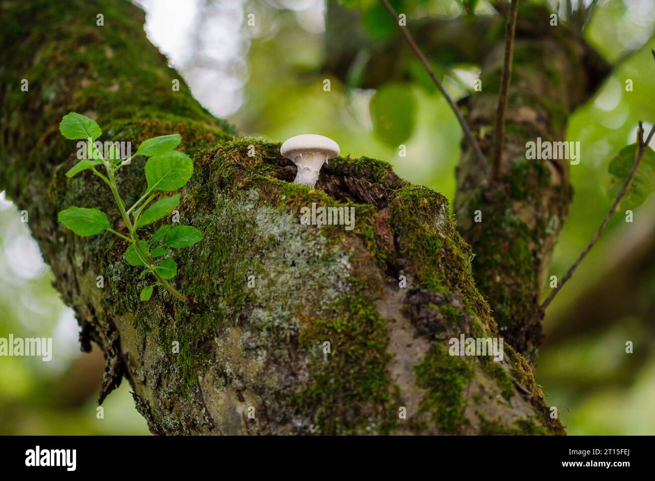 White toadstool growing in a lofty position in the trunk of an apple ...