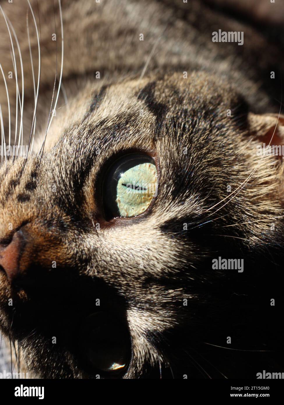 Cat eyes in the sun Stock Photo - Alamy